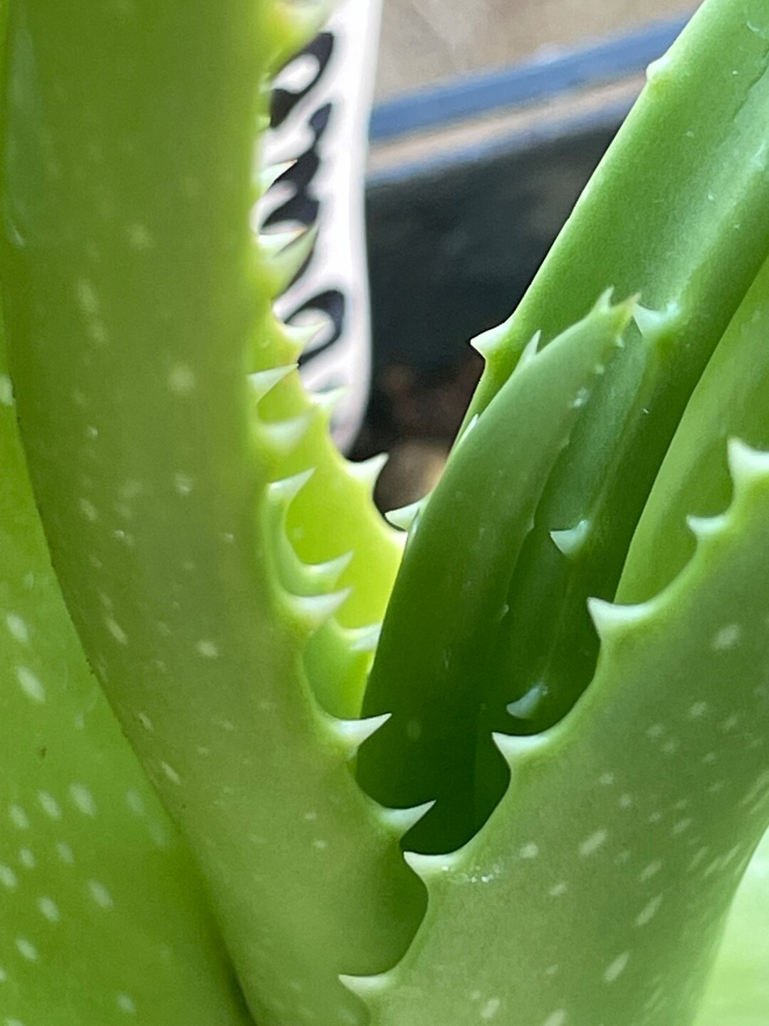 Aloe Ribauensis. Rarest of the Rare. - Etsy