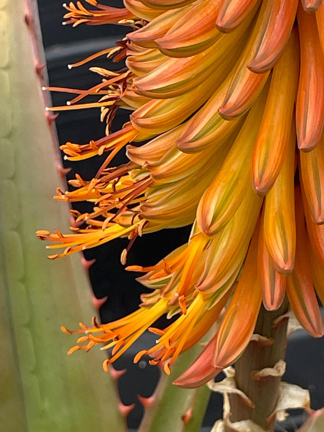 Aloe Africana Single Stem Tree - Etsy