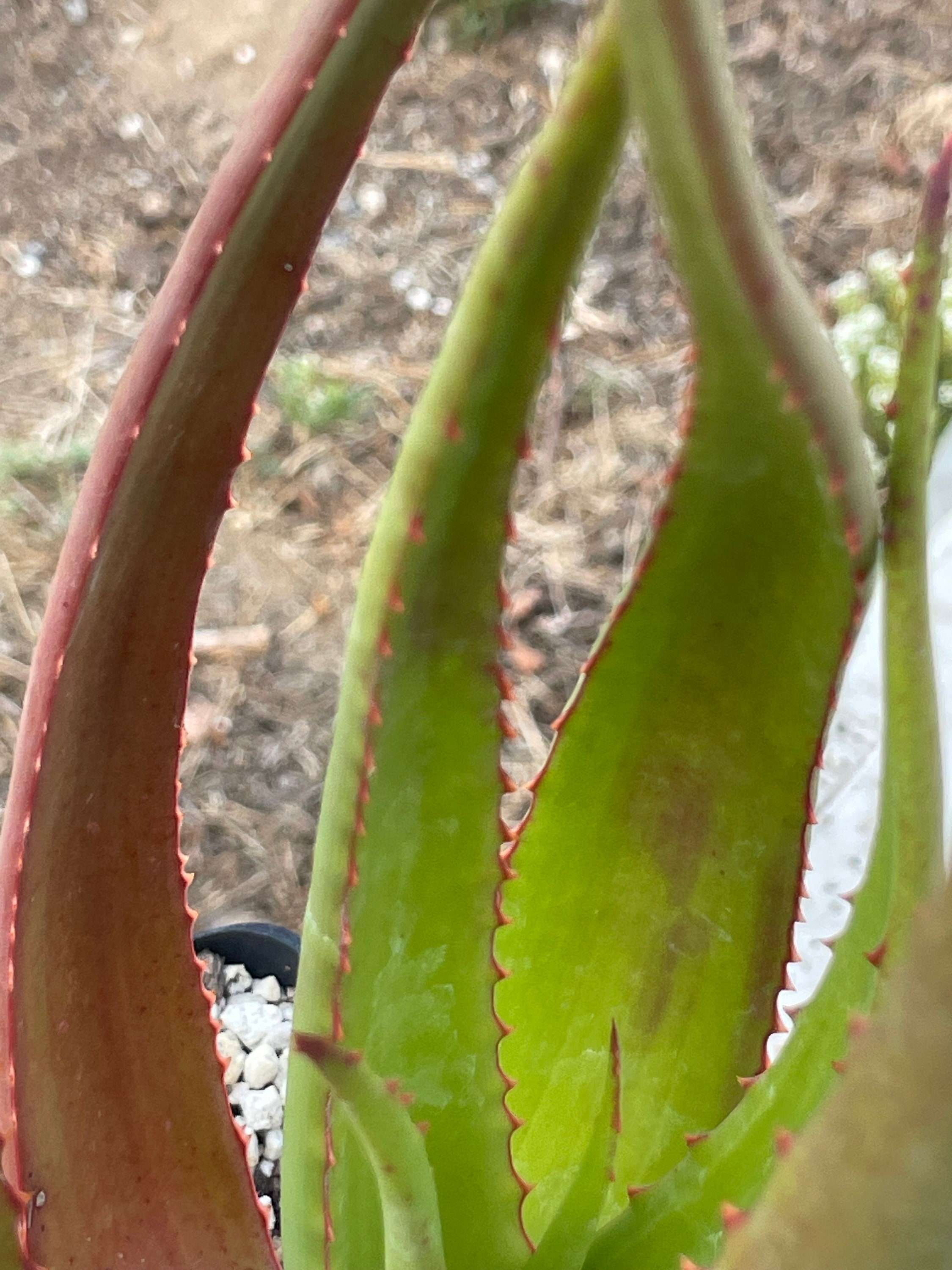 Aloe Tauri. Aka Bullocks Bottle Brush Aloe - Etsy