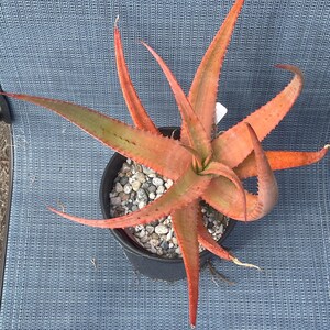 Aloe Tauri. Aka Bullocks Bottle Brush Aloe - Etsy