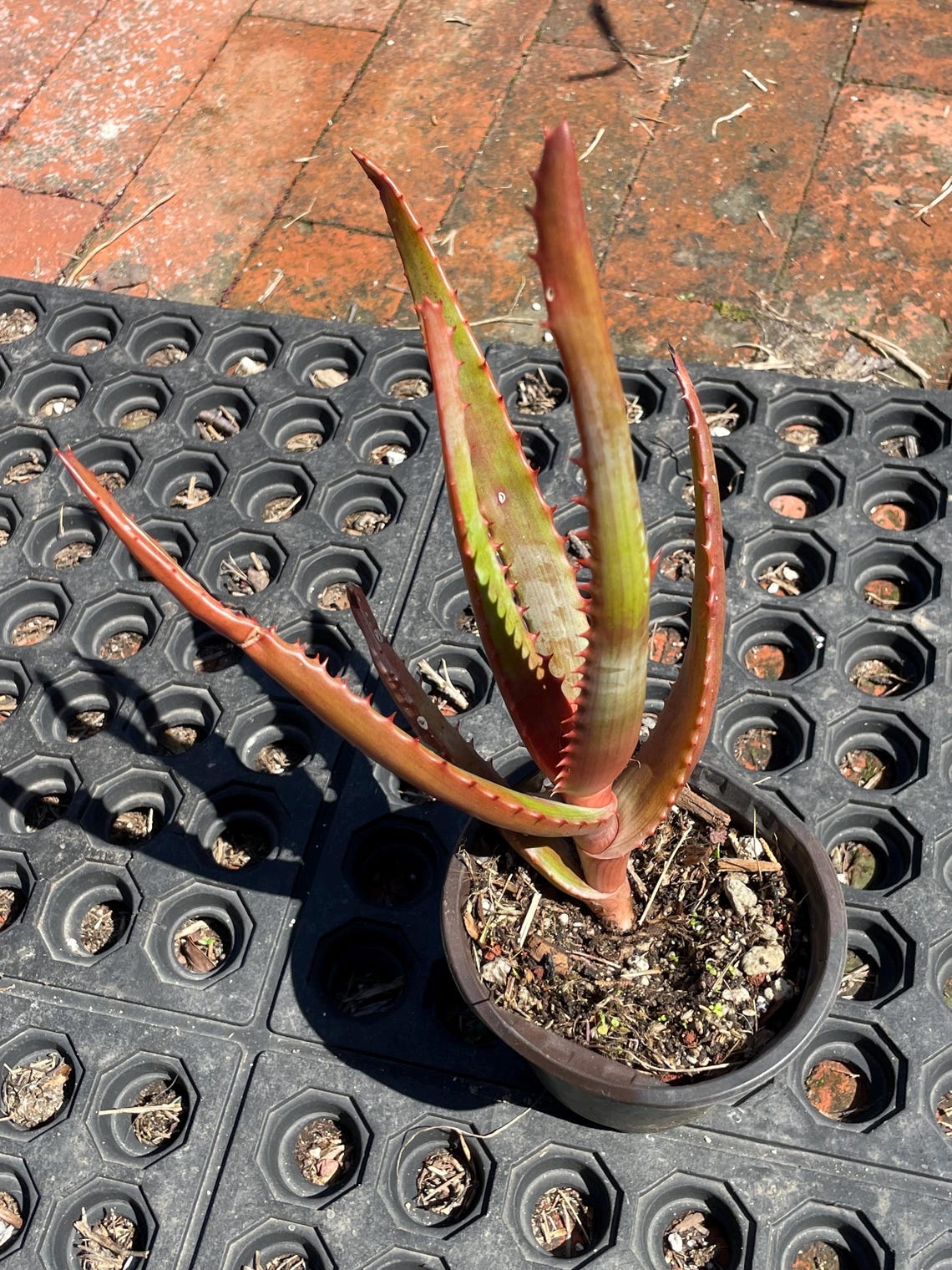 Aloe Rupestris. Aka Bottlebrush Aloe - Etsy