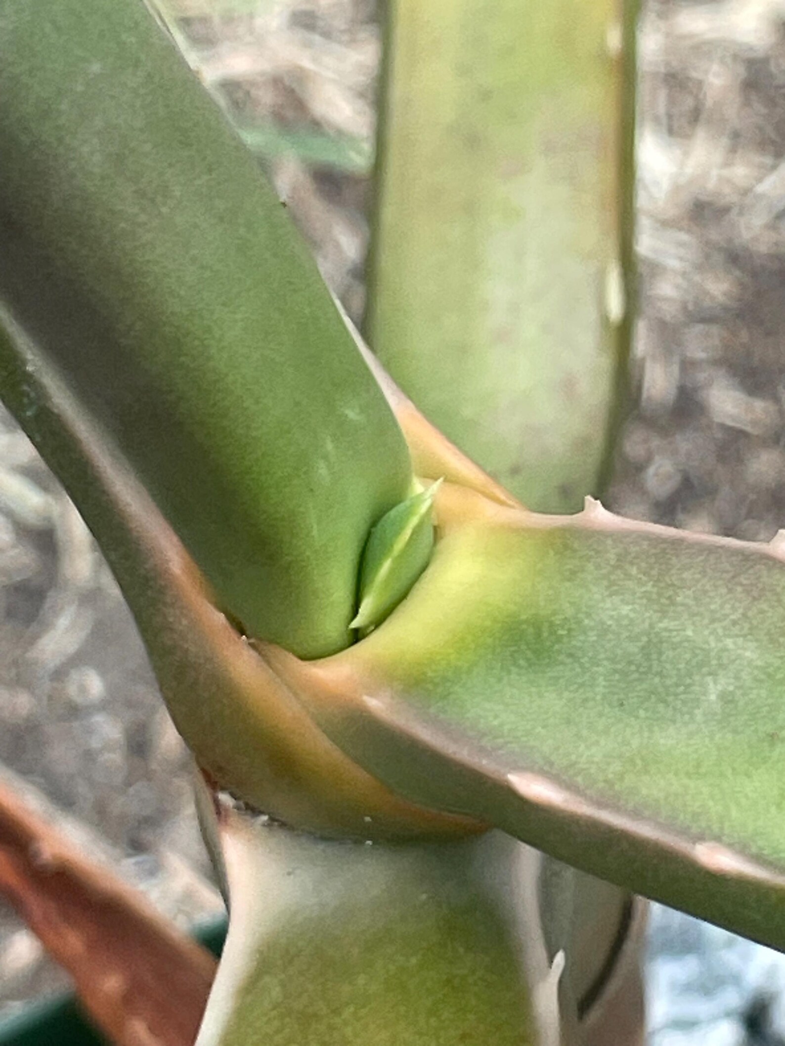 Aloidendron Eminens. Aka Aloe Koko Crater - Etsy