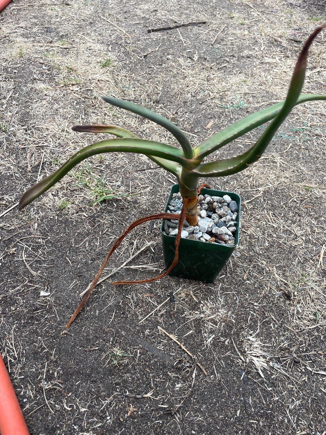 Aloidendron Eminens. Aka Aloe Koko Crater - Etsy