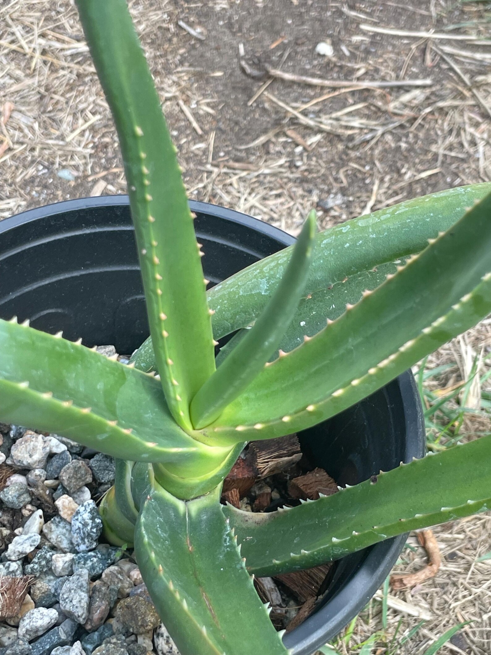 Aloidendron Eminens. Aka Aloe Koko Crater - Etsy