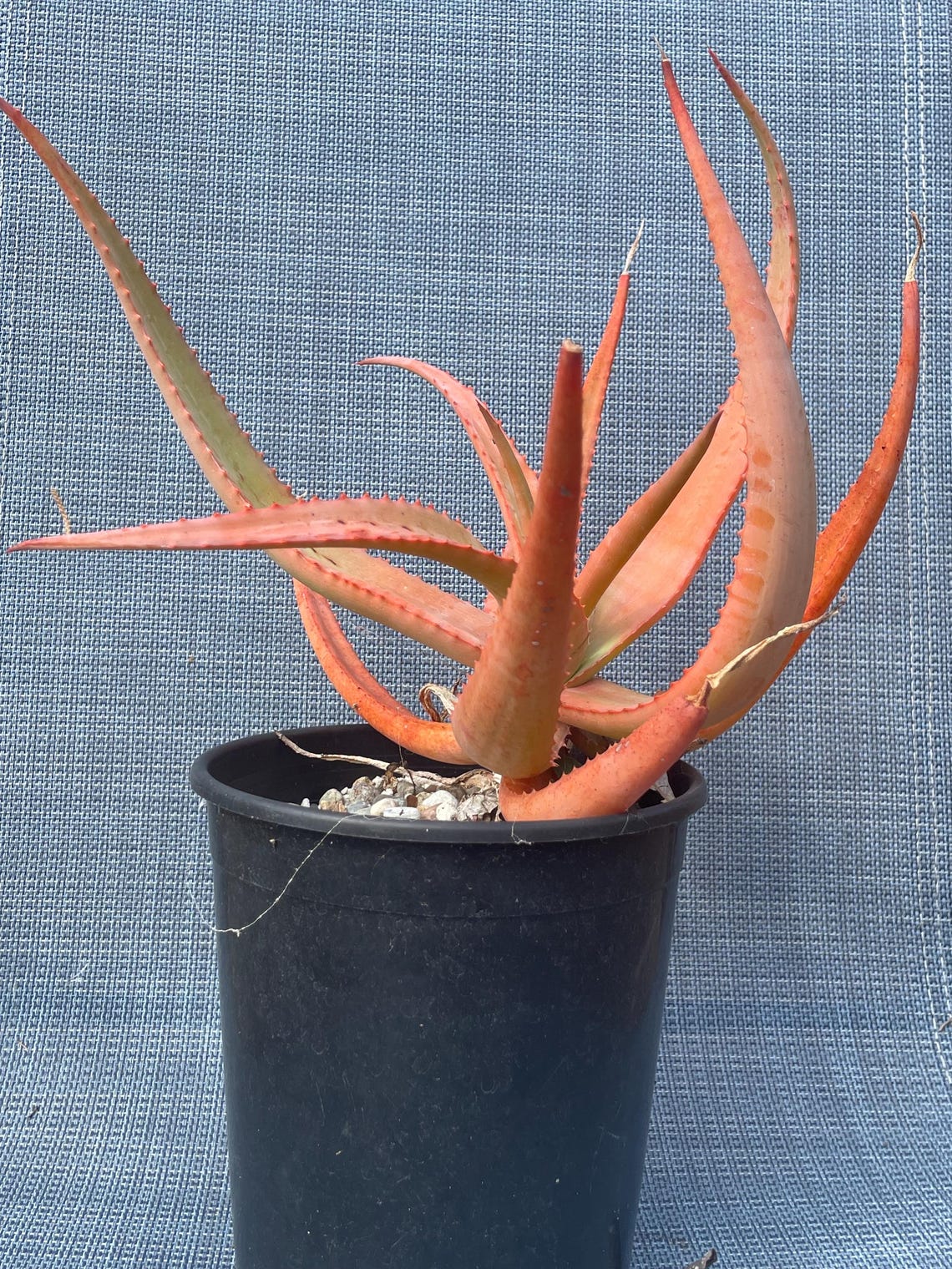 Aloe Tauri. Aka Bullocks Bottle Brush Aloe - Etsy