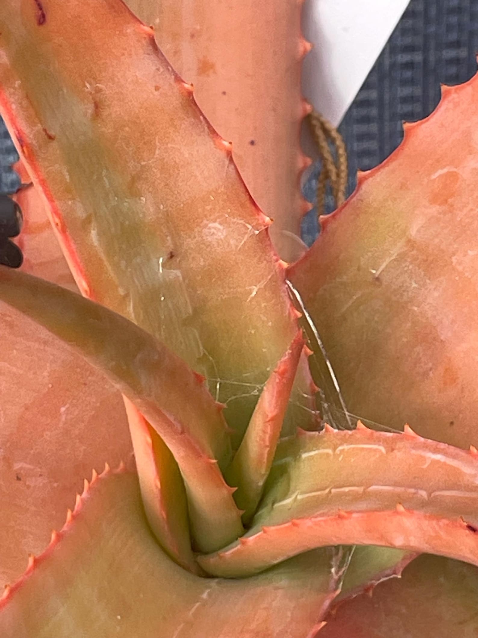 Aloe Tauri. Aka Bullocks Bottle Brush Aloe - Etsy
