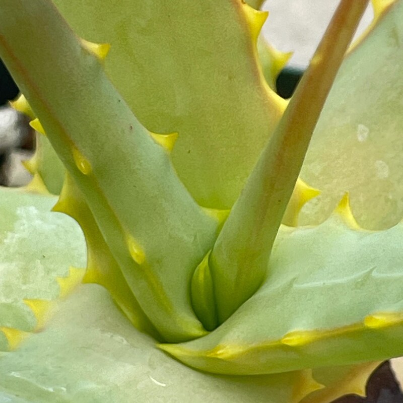 Torch Aloe - Etsy