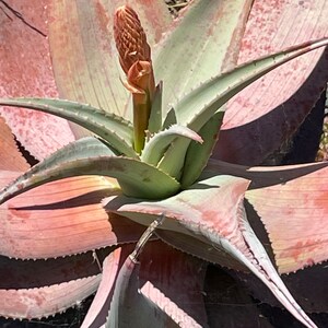 Aloe Comosa - Etsy