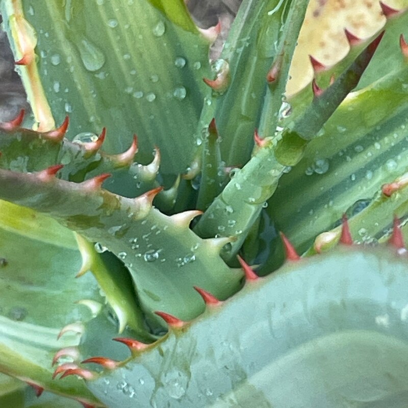 Rare Aloe - Etsy