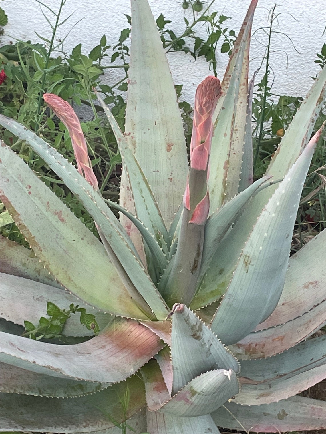Aloe Comosa - Etsy