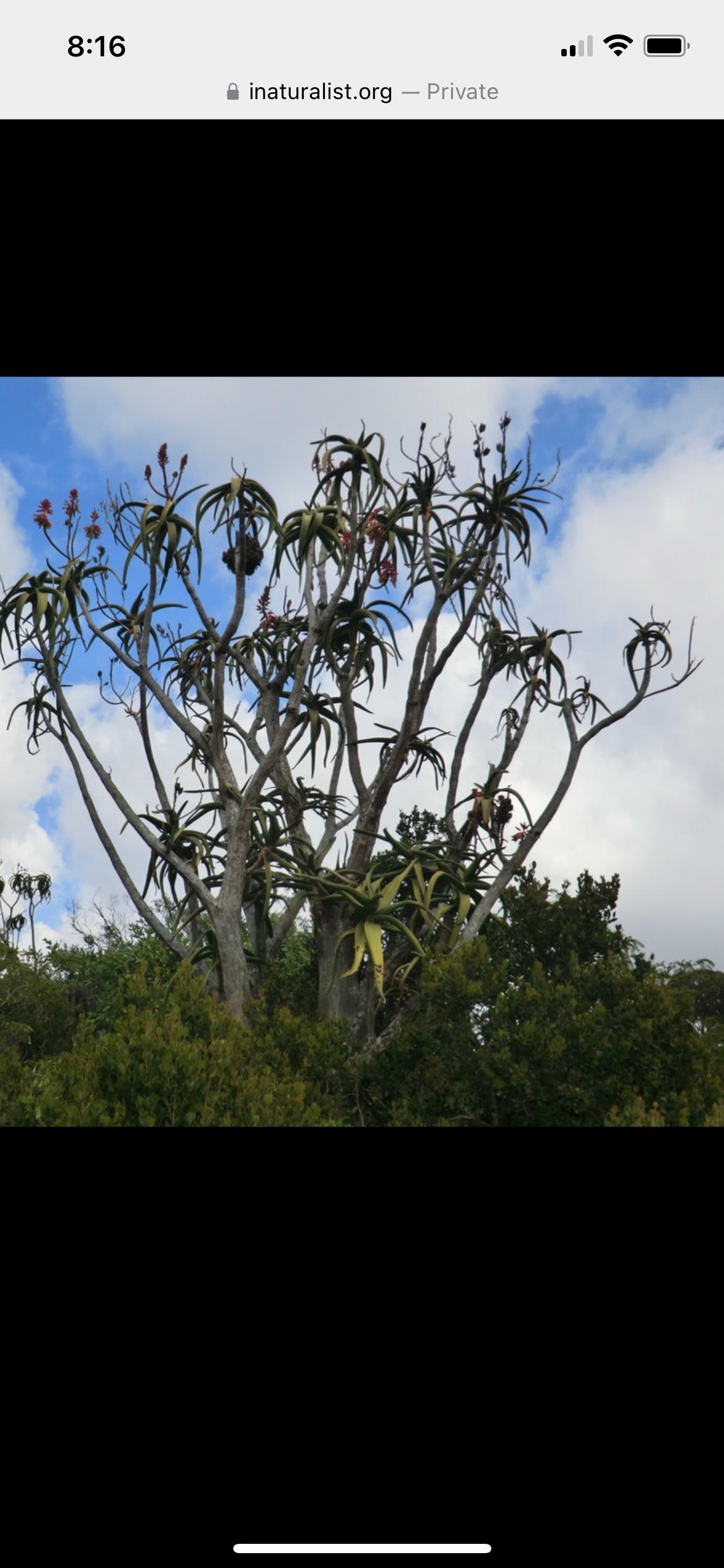 Aloidendron Eminens. Aka Aloe Koko Crater - Etsy