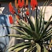 Aloe Rupestris. Aka Bottlebrush Aloe - Etsy