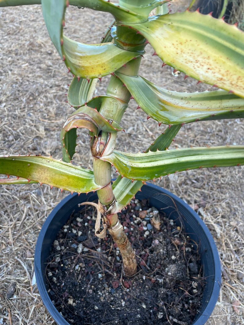 Variegated Aloe Africana. Rare - Etsy