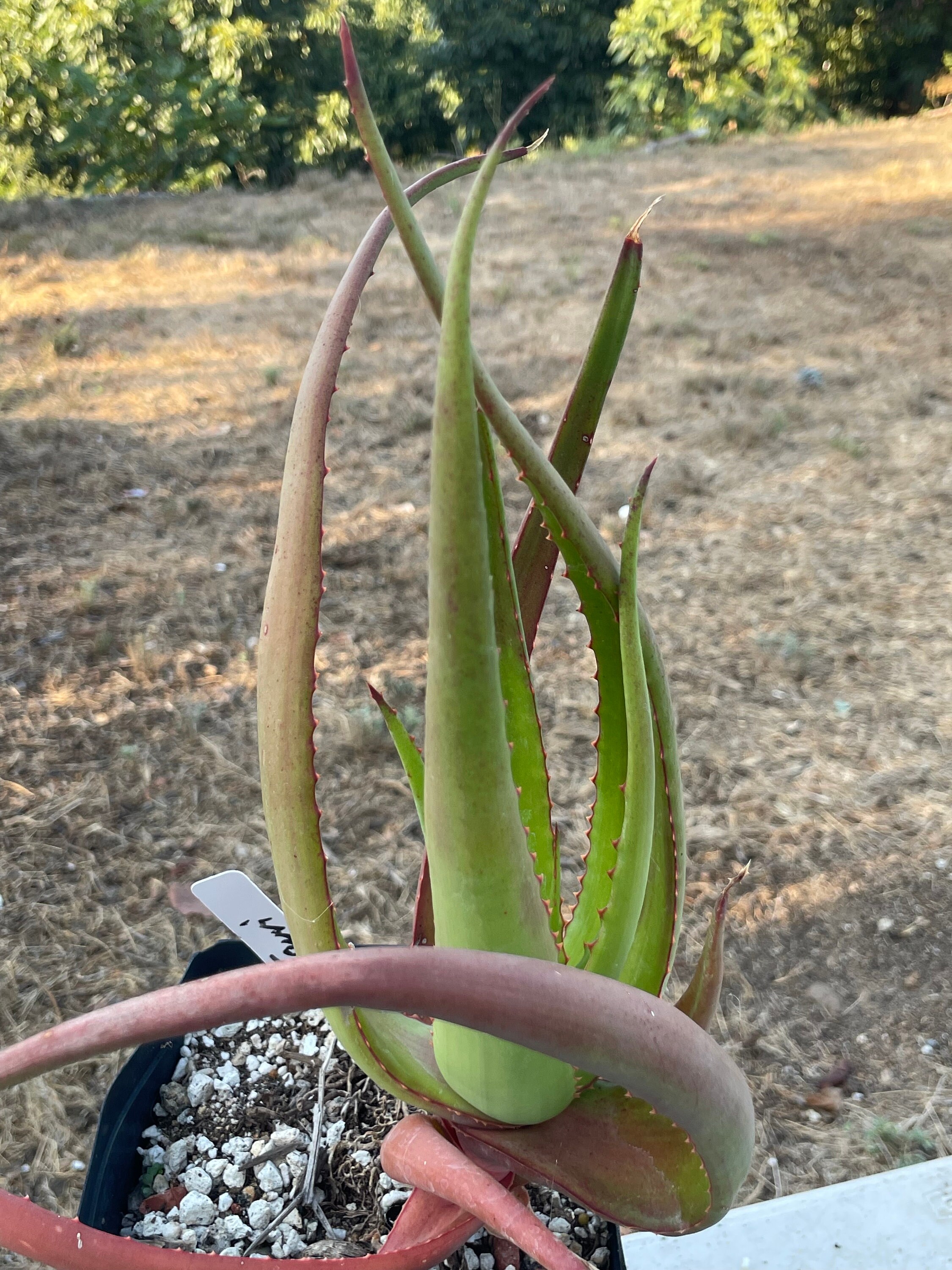 Aloe Tauri. Aka Bullocks Bottle Brush Aloe - Etsy