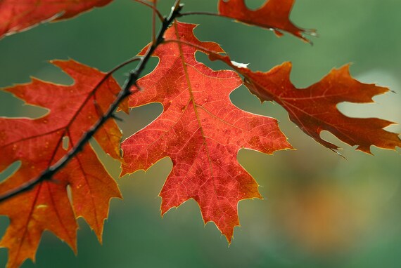 Red Oak Leaf Canvas Wrap Michigan Photography | Etsy