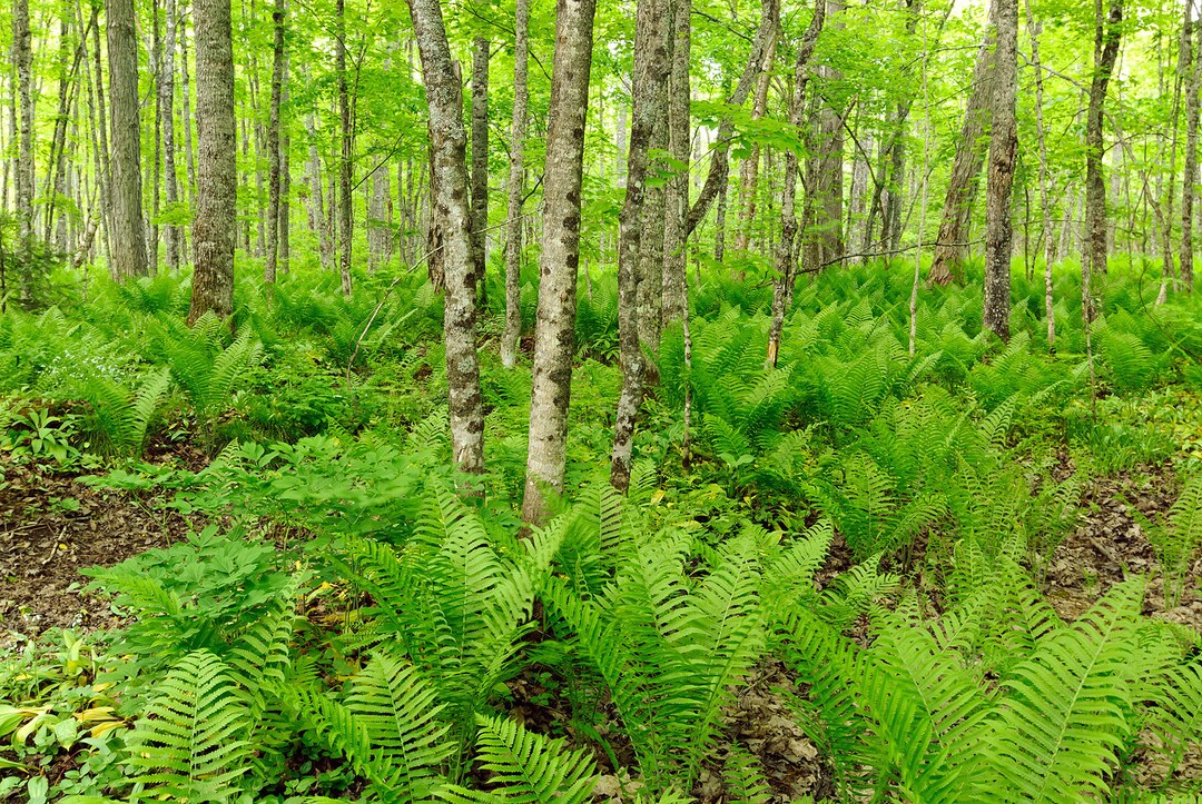 Laughing Whitefish Ferns - Michigan Photography - Stock Photography - Etsy