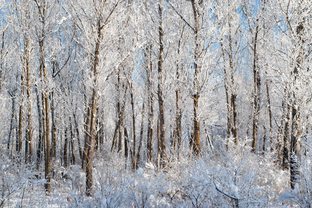Winter Trees - Michigan Photography - Etsy