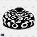 8 Ball Python Svg. Bundle Ball Python Svg. Snake Svg. Reptile. Boa ...