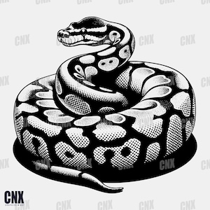 8 Ball Python Svg. Bundle Ball Python Svg. Snake Svg. Reptile. Boa ...