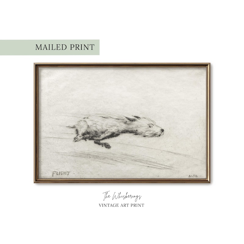 Zoomies Cat Art - Etsy
