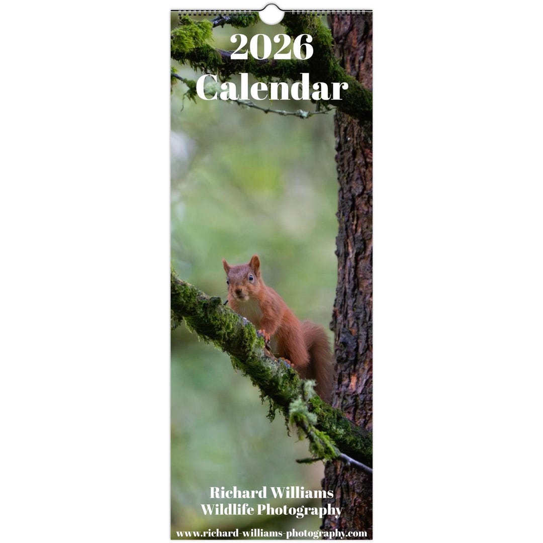 2026 Red Squirrel Wall Calendar - Etsy