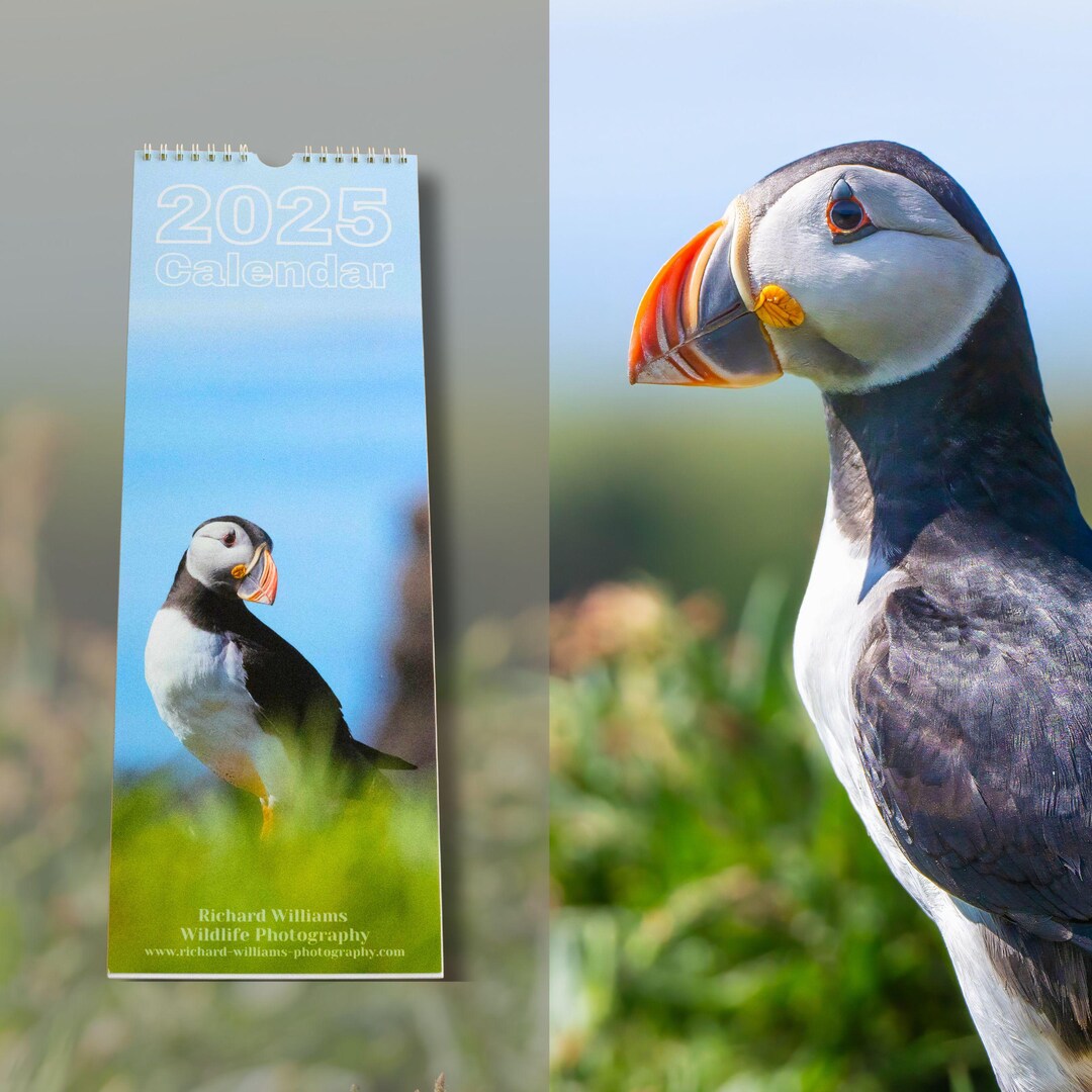 2025 Puffin Slim Wall Calendar - Etsy