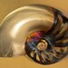 Small Nautilus Shell Stainless Steel Wall Art Metal Sea Ocean Beach ...