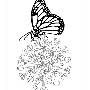 Monarch Butterfly // Coloring Page // Digital Download - Etsy