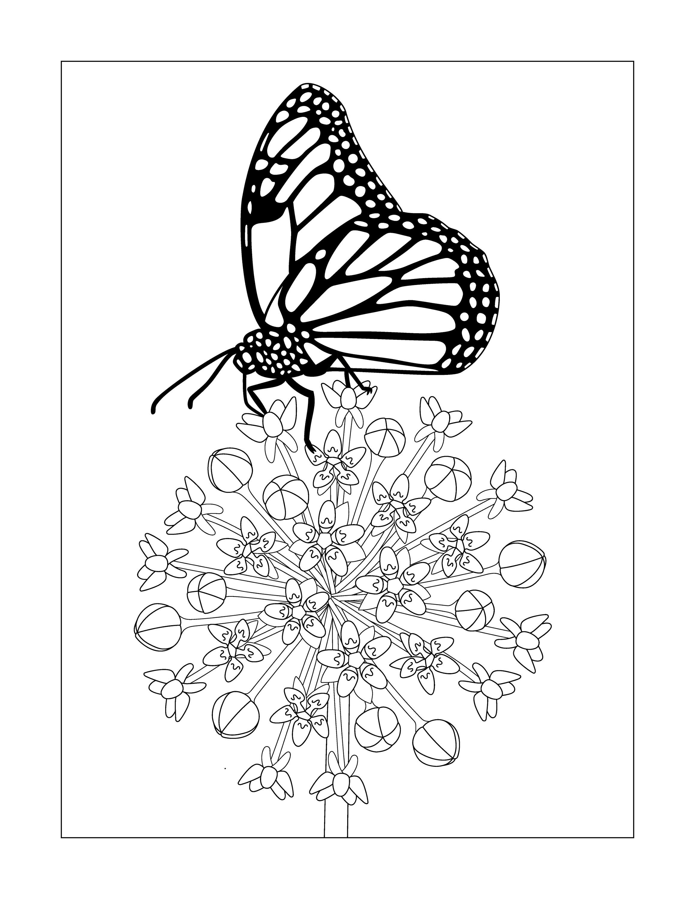 Monarch Butterfly // Coloring Page // Digital Download - Etsy