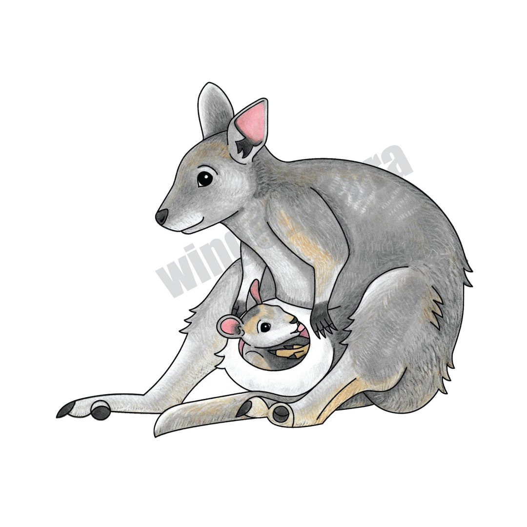 Wallaby and Nursing Joey // Coloring Page // Digital Download - Etsy