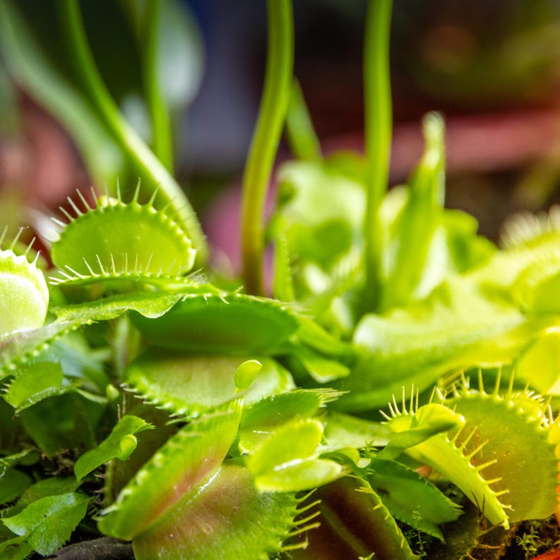 Carnivorous Plant Compost - Potting & Growing Compost for Carnivorous ...