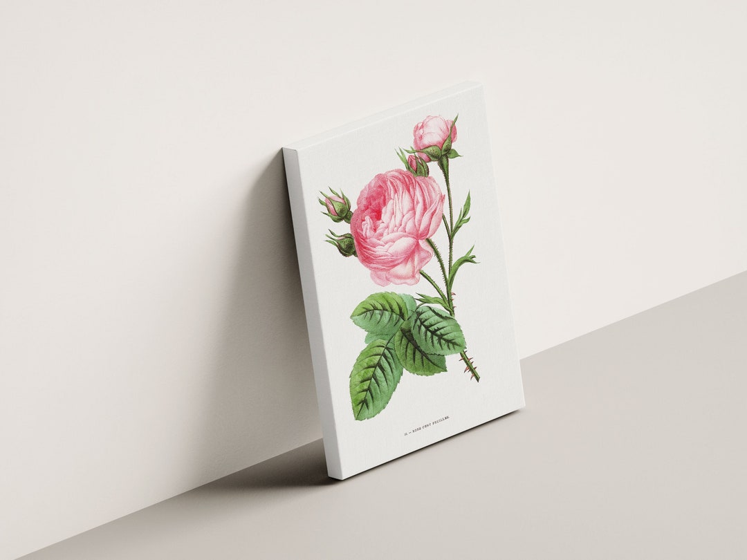 Rose With a Hundred Petals Canvas Wall Art, Vintage Floral Illustration ...