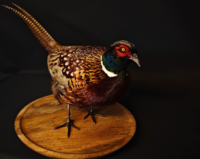 Mounted Pheasant - Etsy
