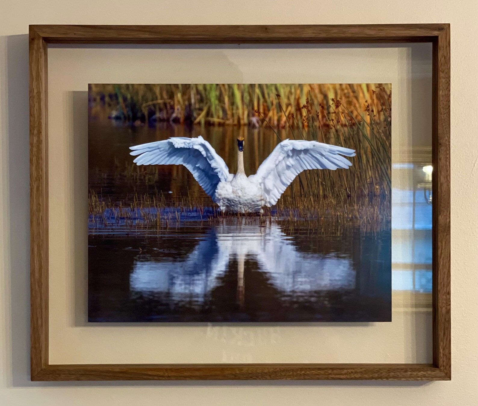 Trumpeter Swan Spreading Its Wings (alaska) - Etsy