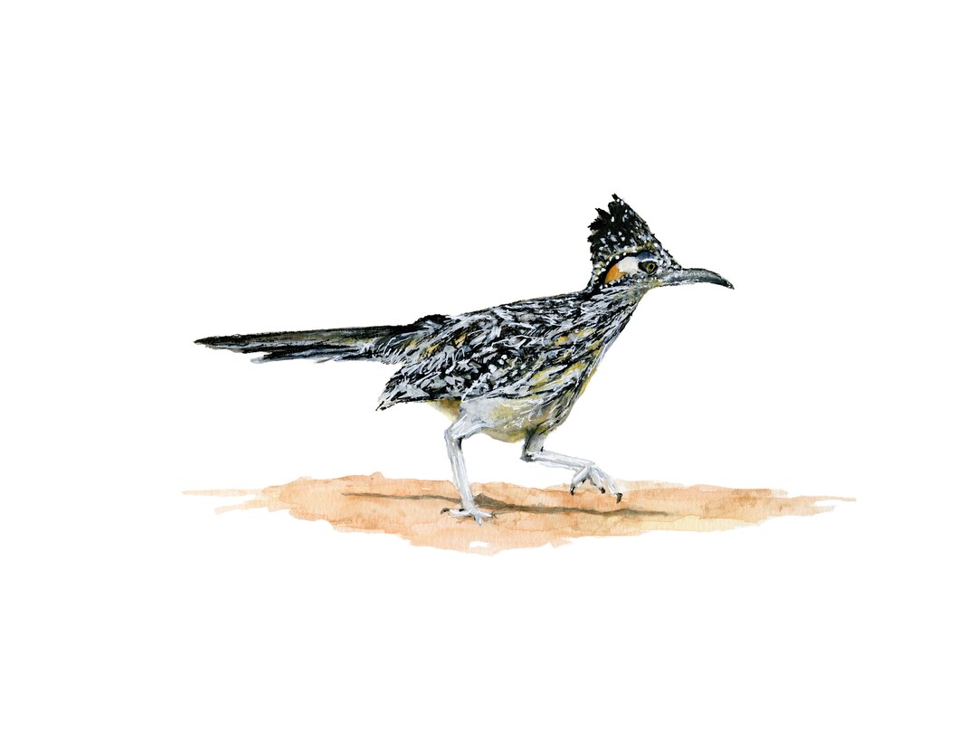 Greater Roadrunner Watercolor Art Print Digital Download - Etsy
