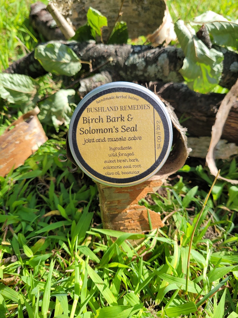 Wild Foraged Birch Bark and Solomon's Seal Salve - Etsy