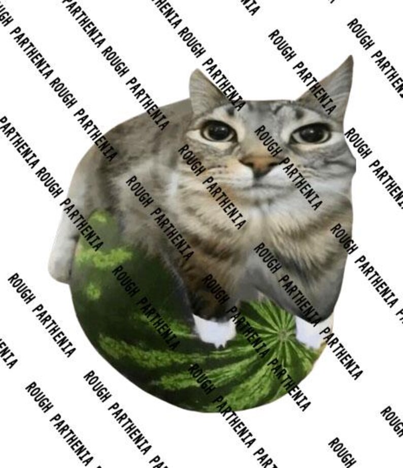 Watermelon Cat Meme File PNG - Etsy