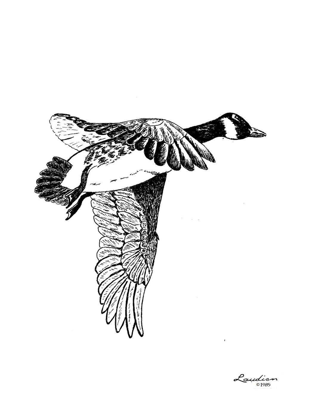 Goose in Flight 8.5 X 11 Pen and Ink Print - Etsy
