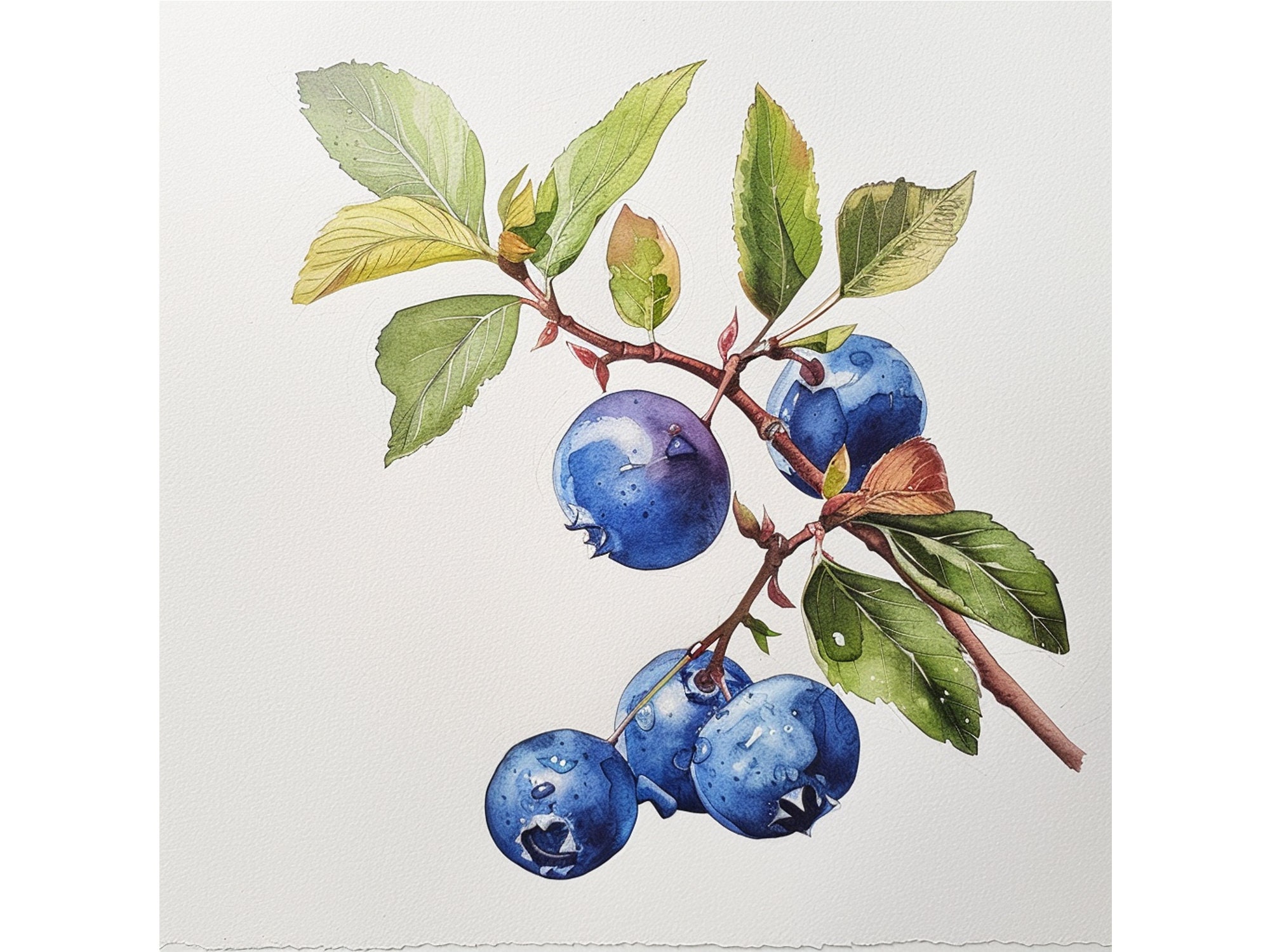 Blueberry Watercolor Clipart, Berry Sweet Baby on the Way Invite ...