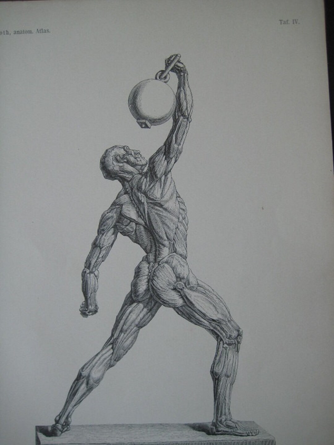 Antique 1886 Engraving of the Muscles of the Body Rear View - Etsy