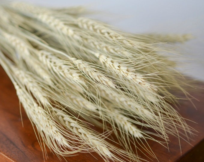 Dried Wheat Bunch, Dried Wheat for Bouquets, Dried Wheat for Vase ...
