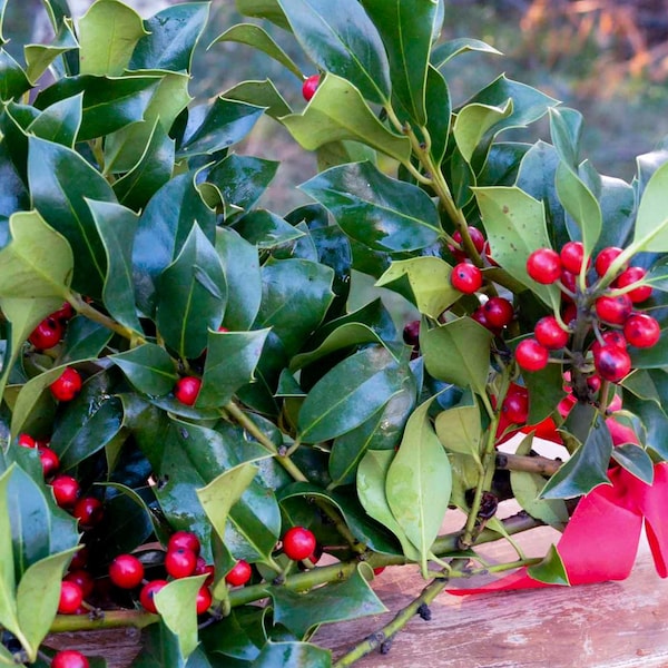 Fresh Holly Branches - Etsy