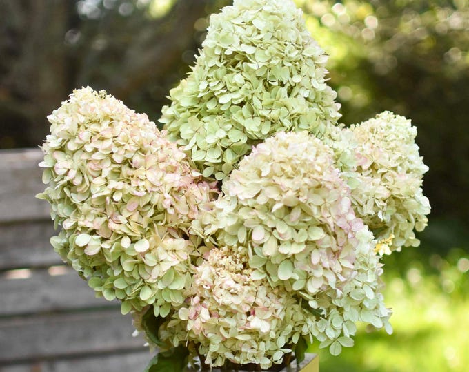 Dried Limelight Hydrangea Blooms | Large Natural Green to Cream Vintage ...