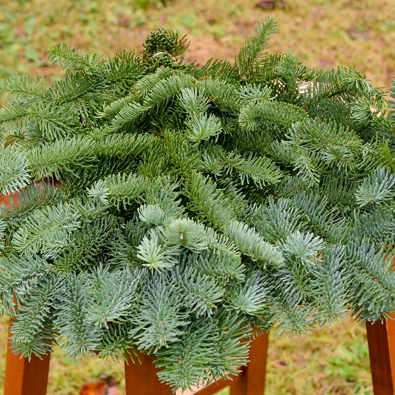 TheBlaithinBlairShop - Etsy