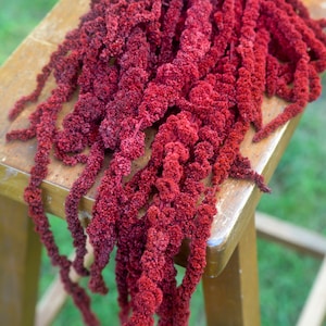 Preserved Dark Red Amaranthus, Hanging Amaranthus, Cascading Dried ...