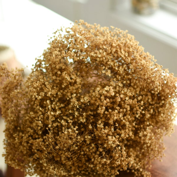 Natural Dried Flower - Etsy