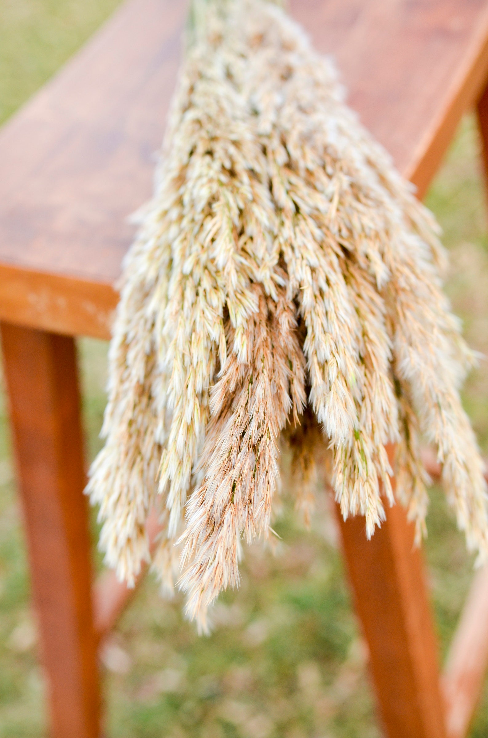 Preserved natural plume reed hardy pampas grass ivory grass | Etsy