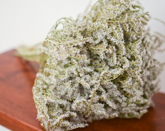 Pressed Rowan Tree - Etsy UK