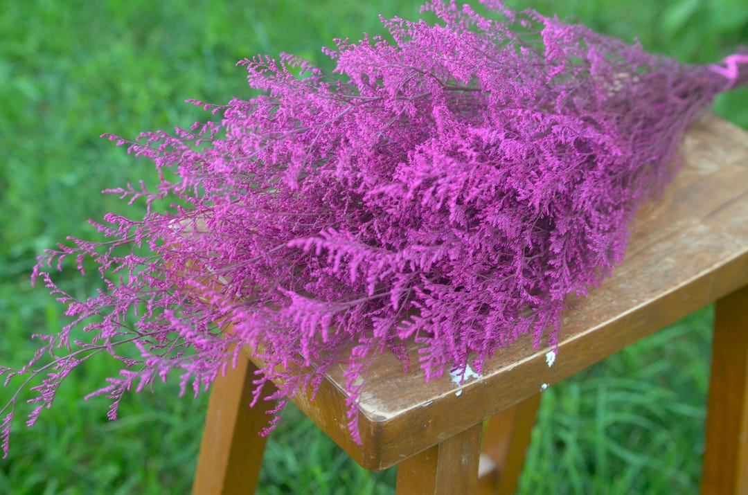 Preserved Fuschia Misty, Fuschia Caspia, Bright Pink Dried Flower ...