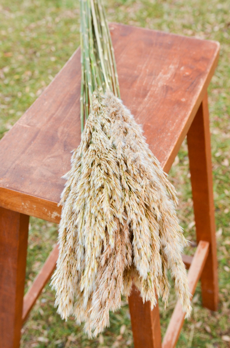 Preserved natural plume reed hardy pampas grass ivory grass | Etsy